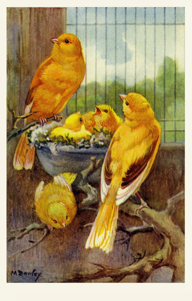 Border Canaries Poster Print By Mary Evans / Peter & Dawn Cope ...