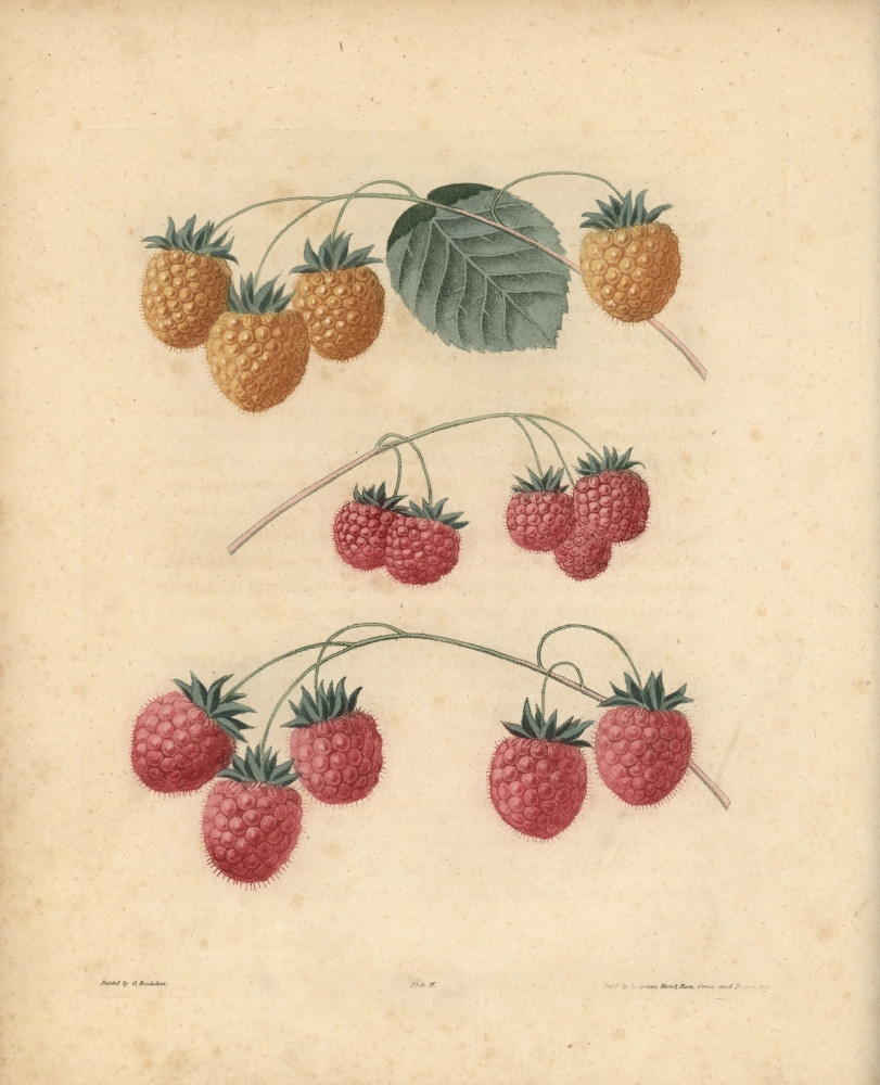 Raspberry Varieties Poster Print By ® Florilegius / Mary Evans - Item ...
