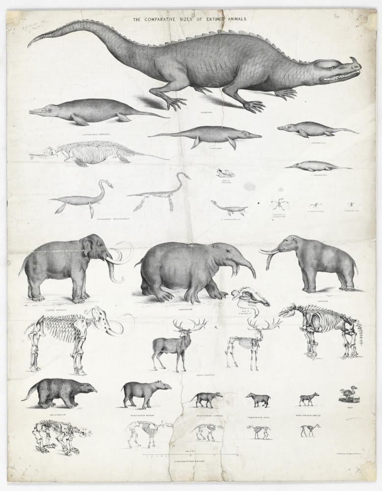 The Comparative Sizes Of Extinct Animals Poster Print By Mary Evans ...
