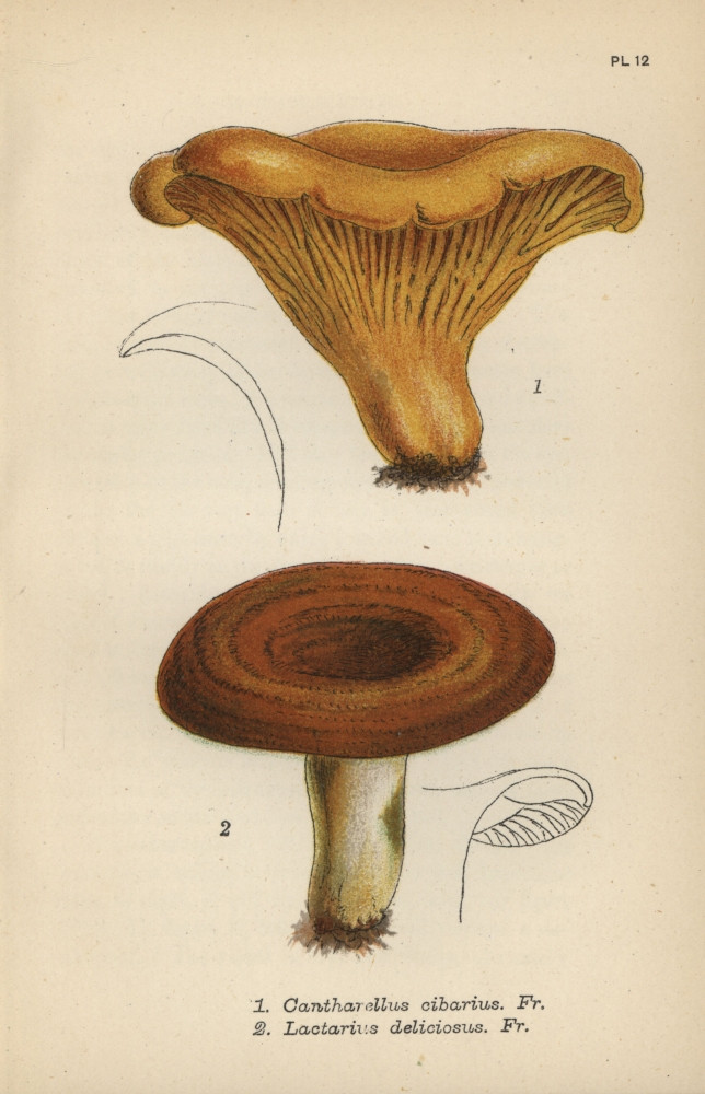 cantharellus cibarius