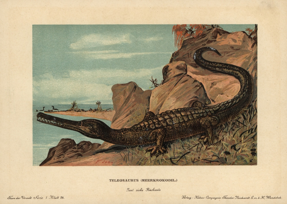 Teleosaurus Extinct Crocodilian Carnivoreà Poster Print By ...