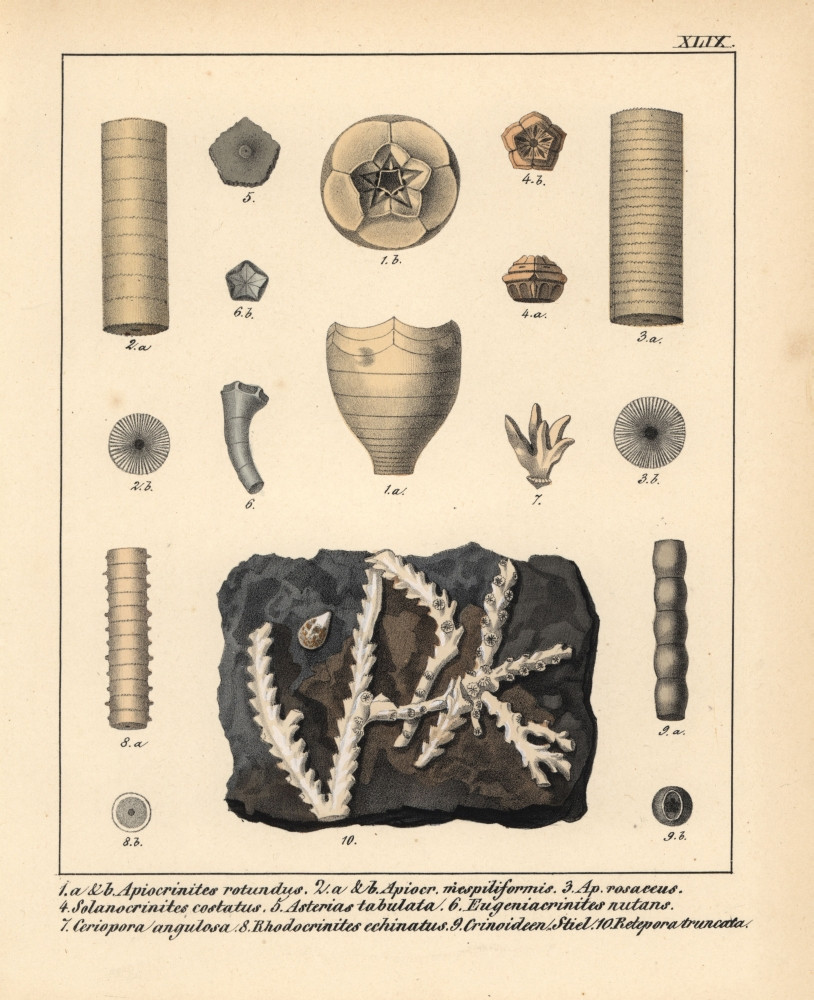 Fossils Of Extinct Apiocrinites Solanocrinitesà Poster Print By ...