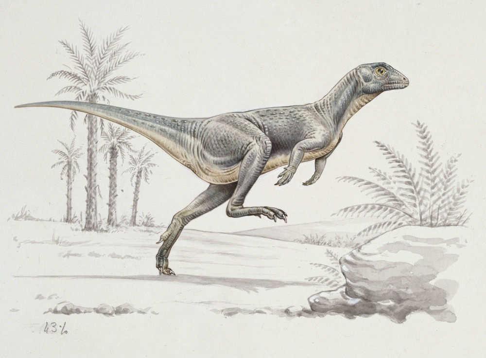 Lesothosaurus Poster Print By Mary Evans / Natural History Museum ...