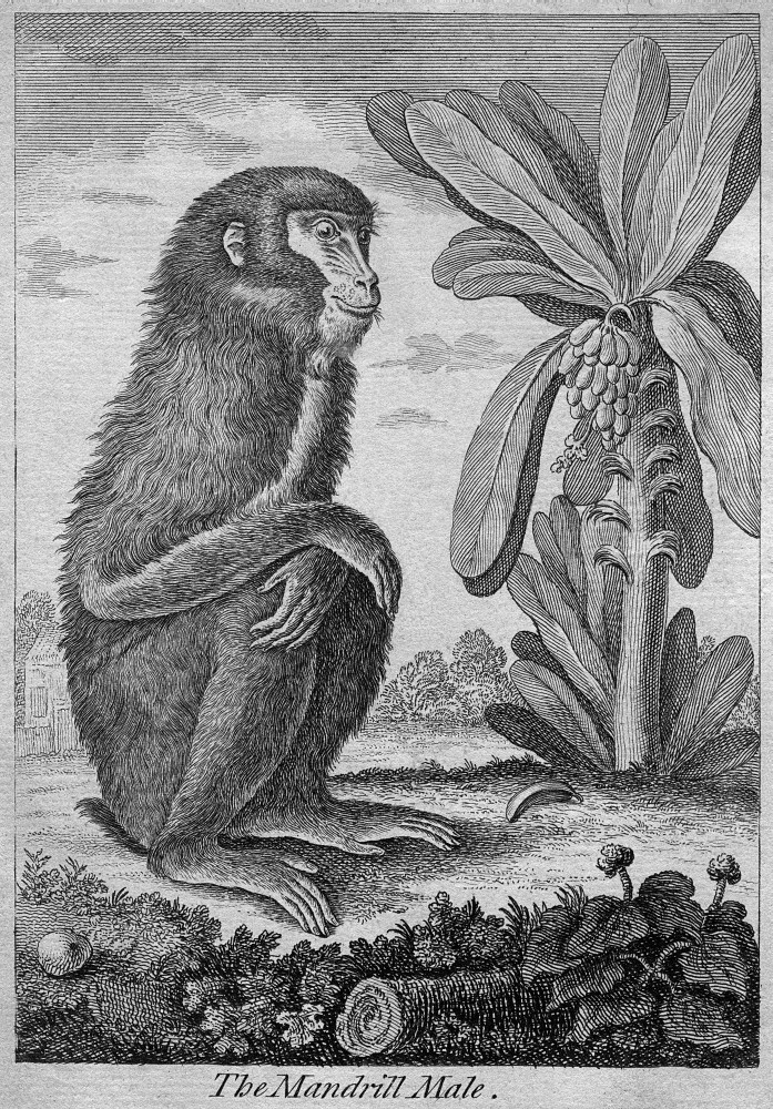 Male Mandrill Poster Print By Mary Evans Picture Library/Peter & Dawn ...