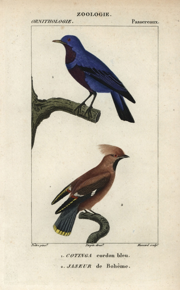 Purple-Breasted Cotinga Cotinga Cotinga Andà Poster Print By ...