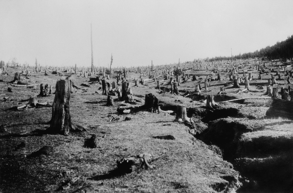 Destructive Logging Followed By Fire Completely Destroyed This Forest ...