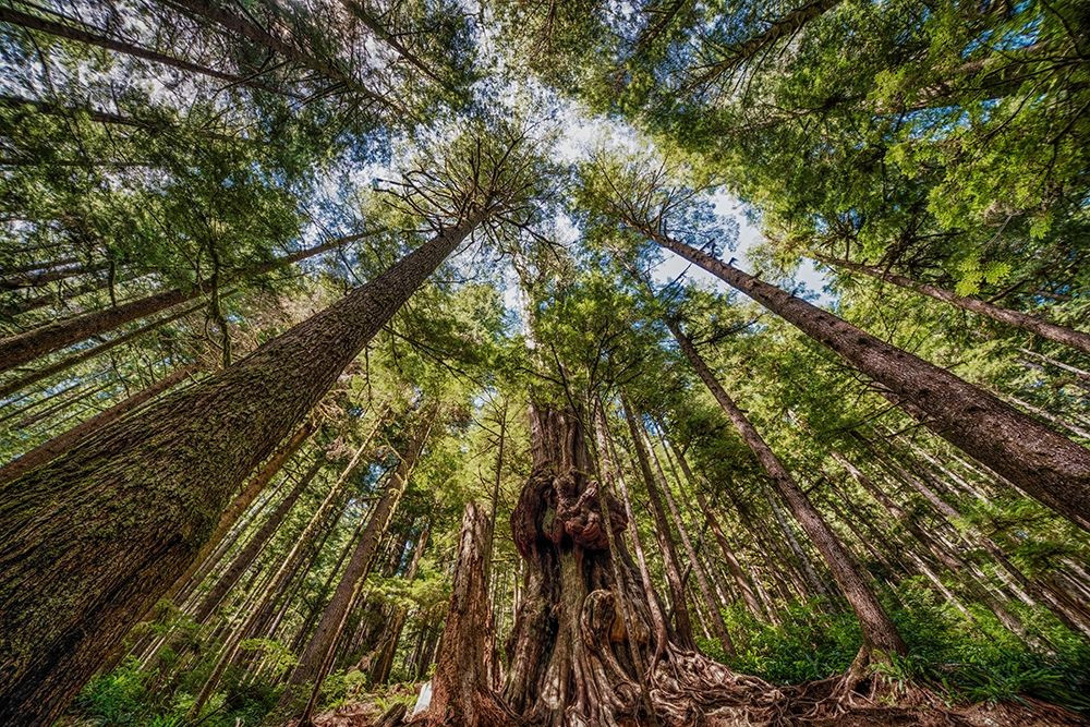 Avatar Grove Canopy Poster Print by Tim Oldford - Item # VARPDXO322D ...