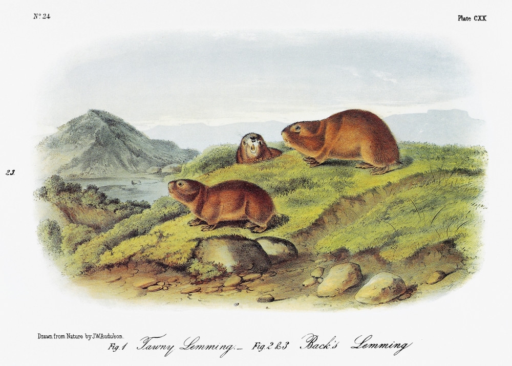 Audubon: Lemming. /Nnorth American Brown Lemming (Lemmus Trimucronatus ...