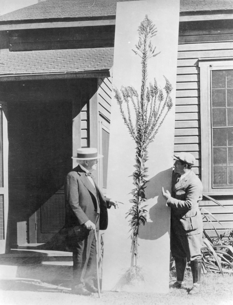 Thomas Edison (1847-1931). /Namerican Inventor. Edison (Left) At His ...