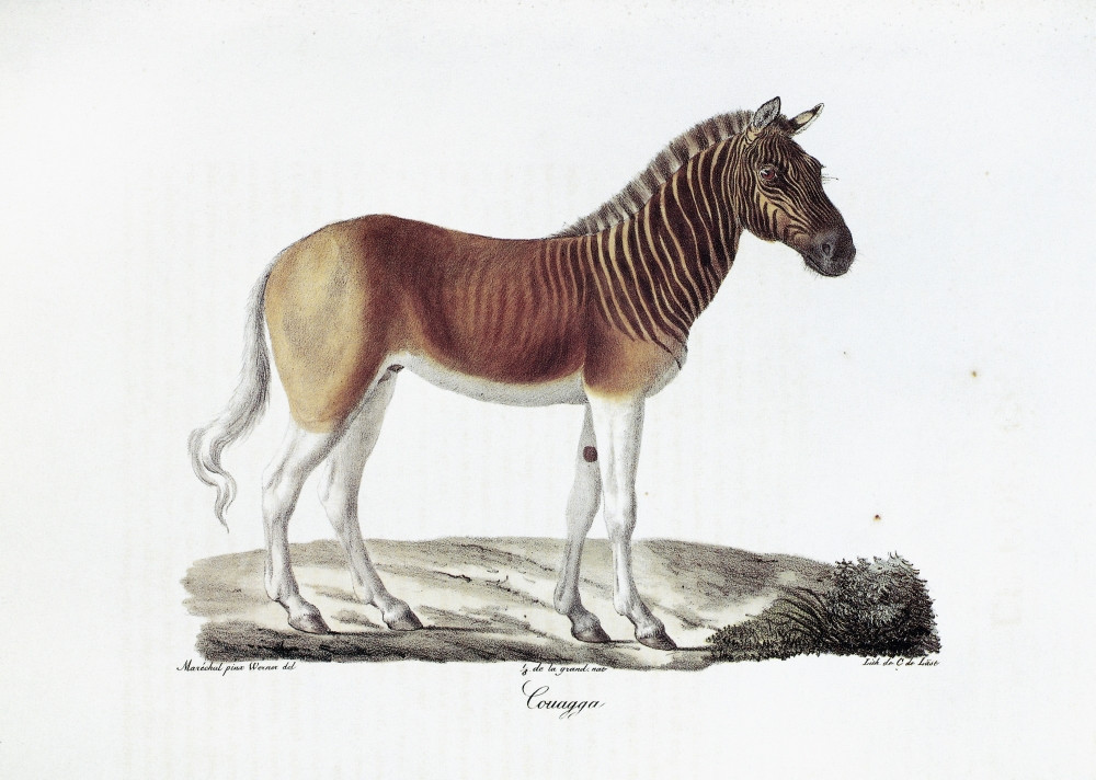 Quagga. /Nthe Quagga (Equus Quagga Quagga), A Now Extinct South African ...