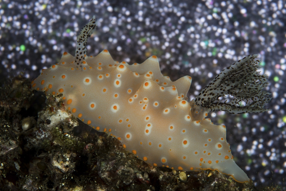 A Halgerda batangas nudibranch. Poster Print by Ethan Daniels/Stocktrek ...