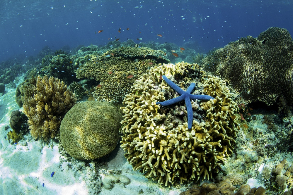 A blue starfish, Linkia laevigata, clings to a beautiful coral reef ...