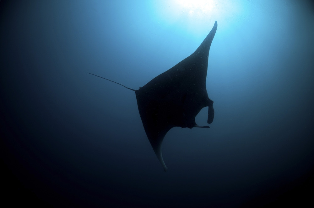 Manta ray, Koh Racha Noi, Thailand. Poster Print by Morten Beier ...