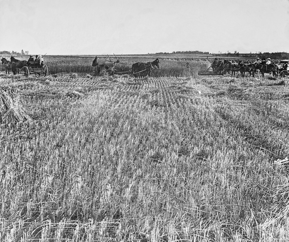Wheat Farm 1900s