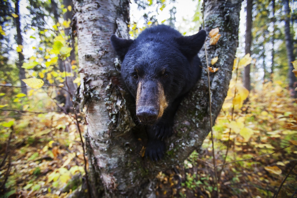 Black Bear (Ursus Americanus) Sticking His Head Through Two Large ...