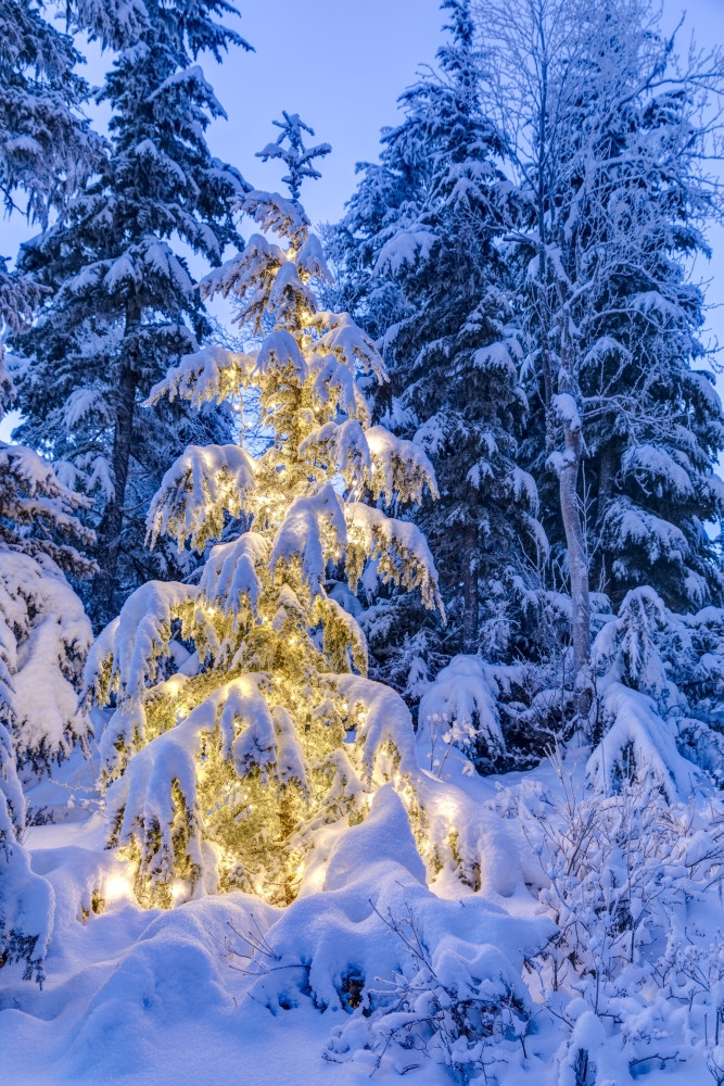 Hemlock Tree With Snow