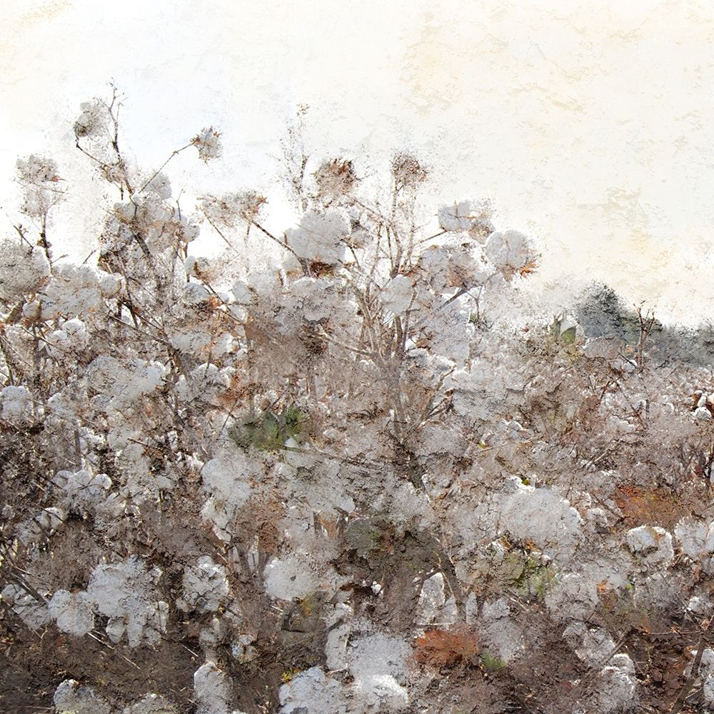 Cotton Field 1 Poster Print by Allen Kimberly - Item # VARPDXKASQ964A ...