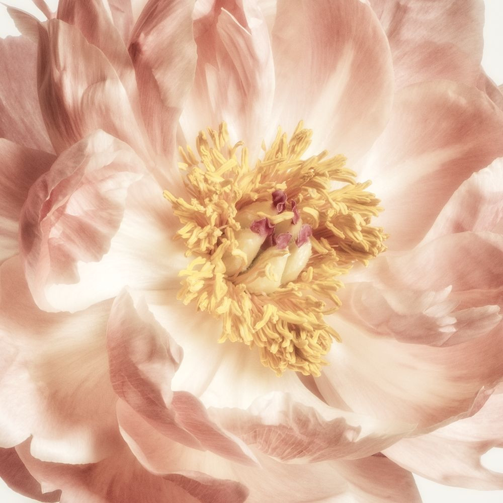 Exuberant Bloom 2 Poster Print by Dianne Poinski - Item ...