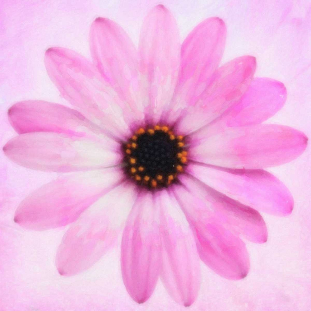 DAISY CHAIN 4 Poster Print by Taylor Greene - Item # VARPDXTGSQ008D ...