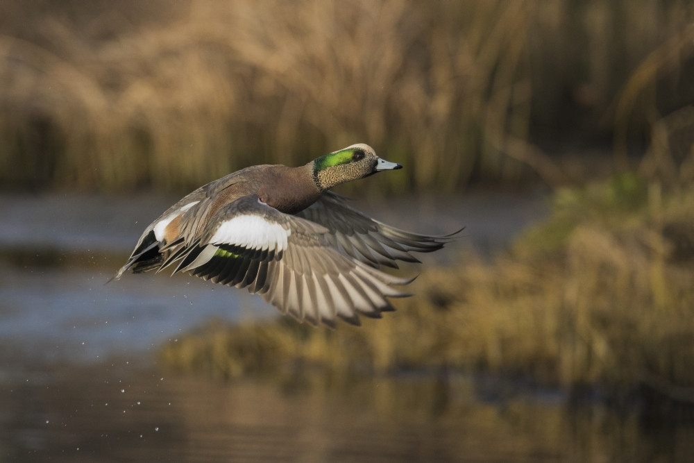 American wigeon drake Poster Print by Ken Archer - Item ...