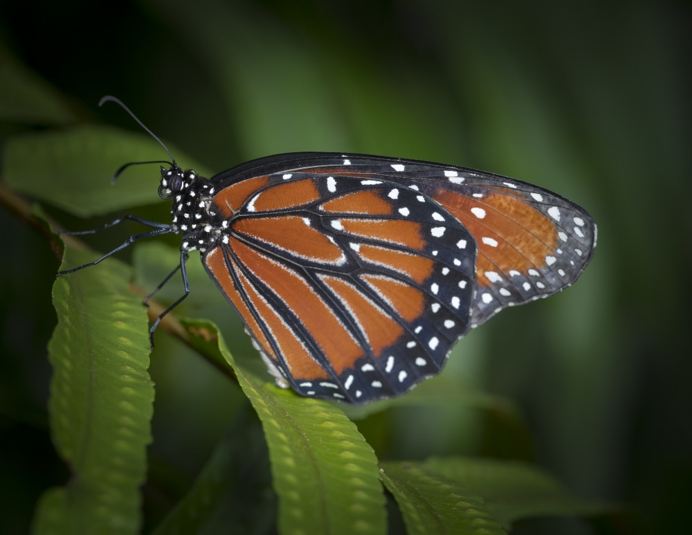 Dada Monarch