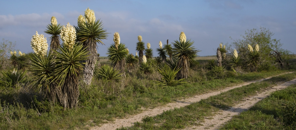 Spanish dagger (Yucca treculeana) in bloom. Poster Print by Larry Ditto ...