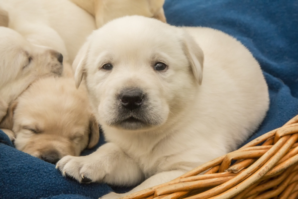 month yellow lab puppies 🍡 Yellow Albino Labrador Puppy 2+ Thousand ...