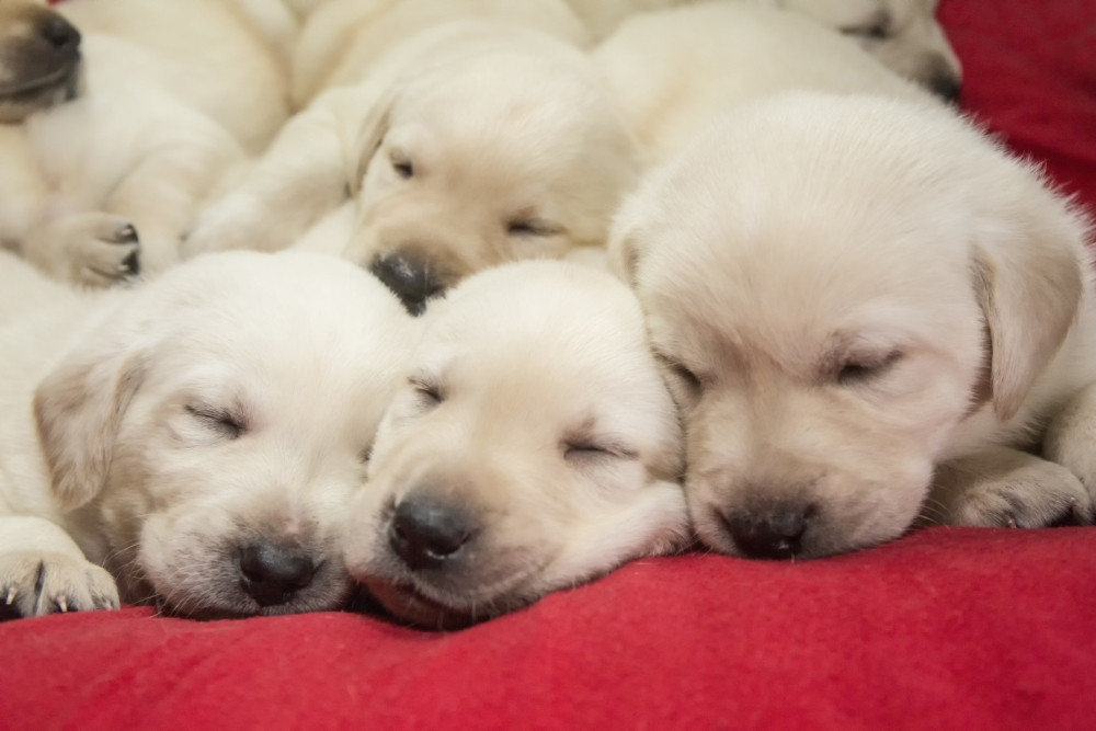 Newborn Yellow Lab Puppies