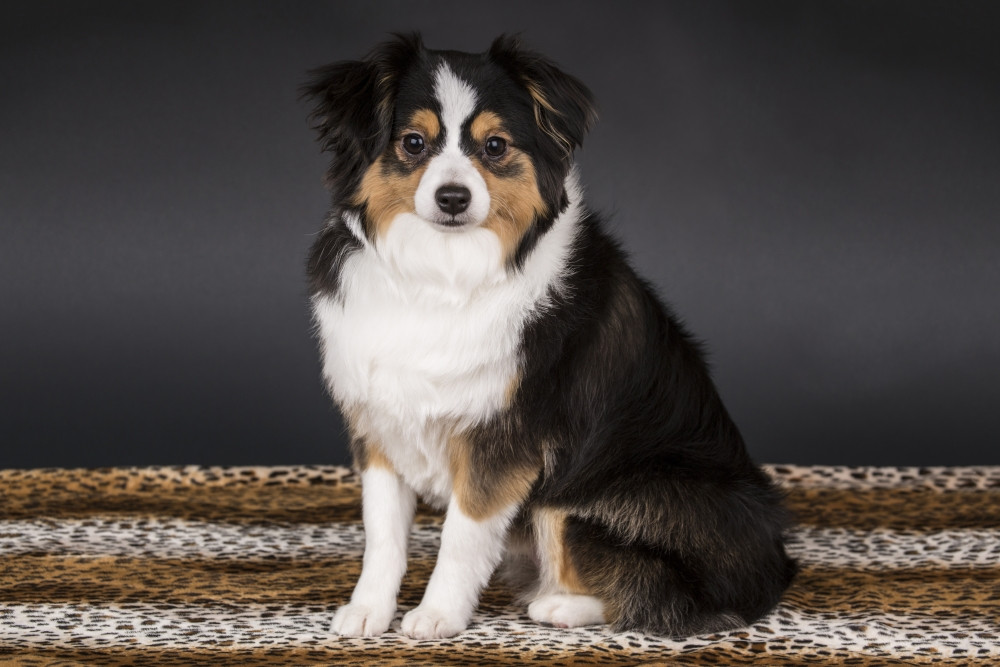 Miniature Australian Shepherd Puppies Black And White