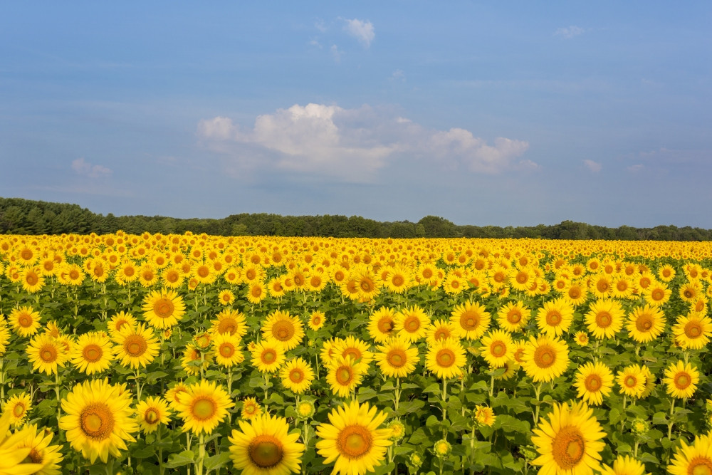 Sunflower field Sam Parr State Park. Jasper County, Illinois. Poster ...