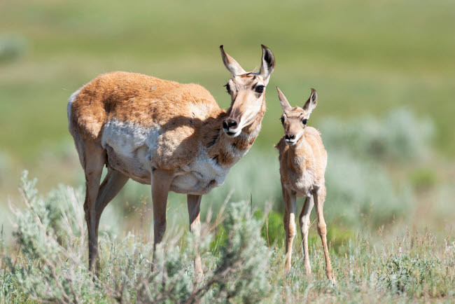 Yellowstone National Park, female pronghorn antelope standing next to ...
