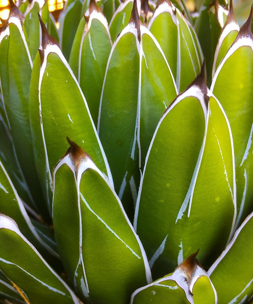 Agave Poster Print by William Tenoever # WJTFLO00169 - Posterazzi