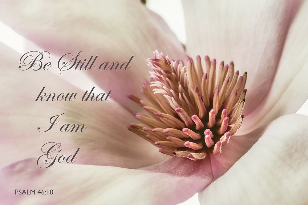 Be Still Magnolia Poster Print by Dianne Poinski # QPDRC042B3 - Posterazzi