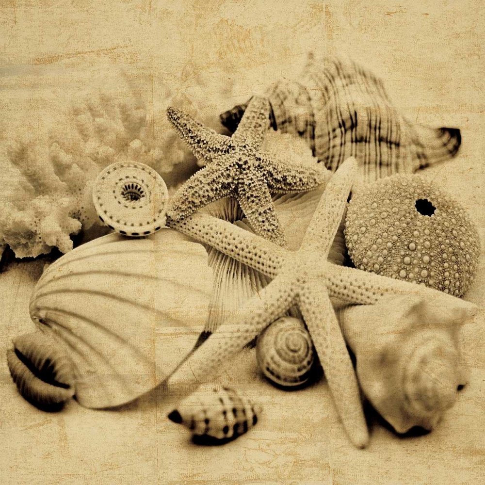 The Collection II Poster Print by John Seba # IS5204 - Posterazzi