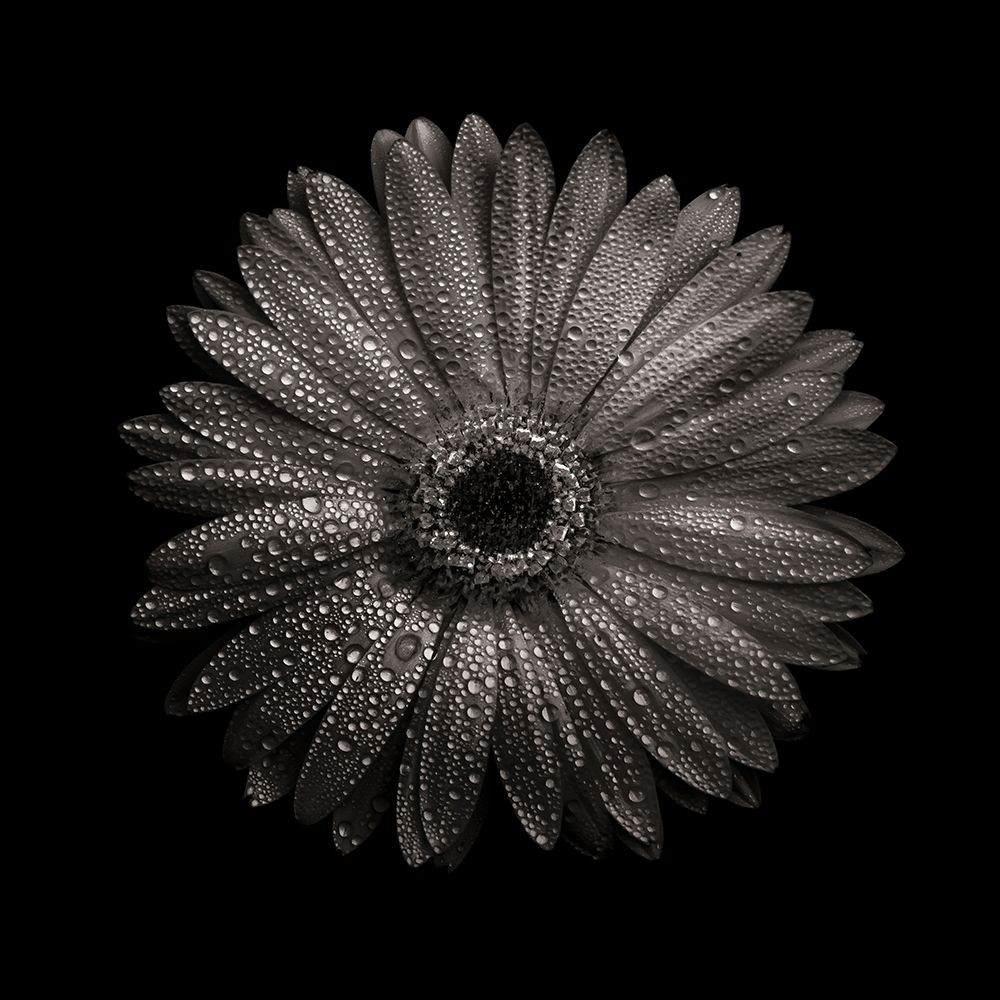 Black And White Gerber Daisy I Poster Print by Brian Carson # BRC117426 ...