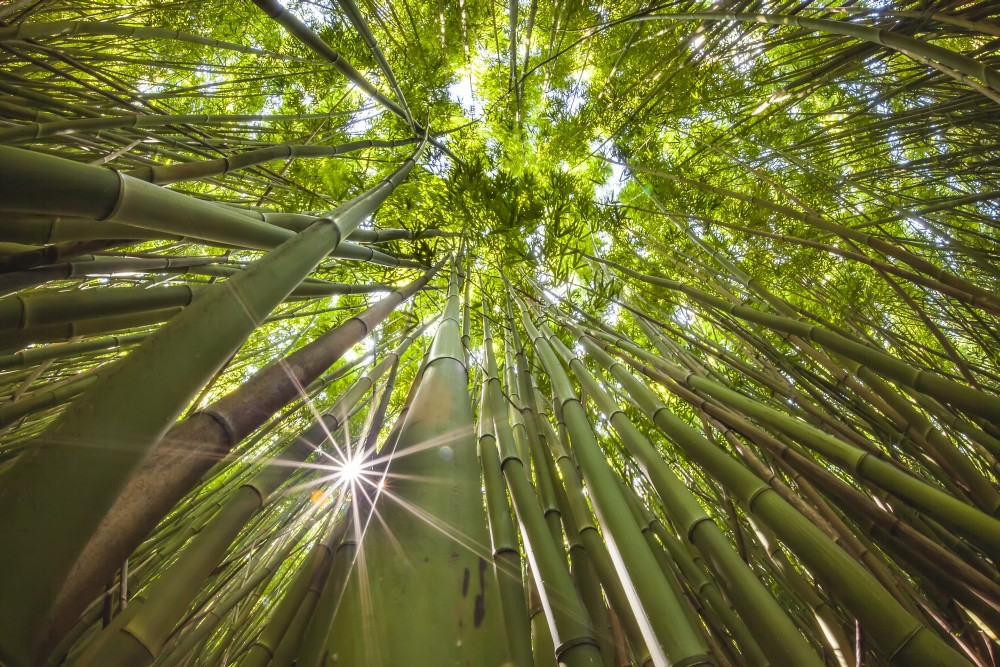View upward toward treetops in a bamboo forest in the West Maui ...