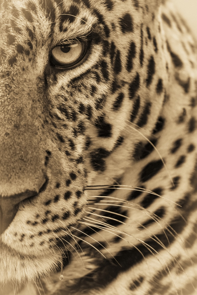 leopard eye close up