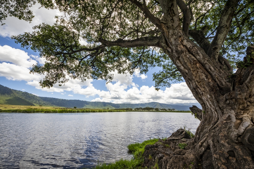 Fig tree by Ngoitokitok Springs, Ngorongoro Crater, Ngorongoro ...
