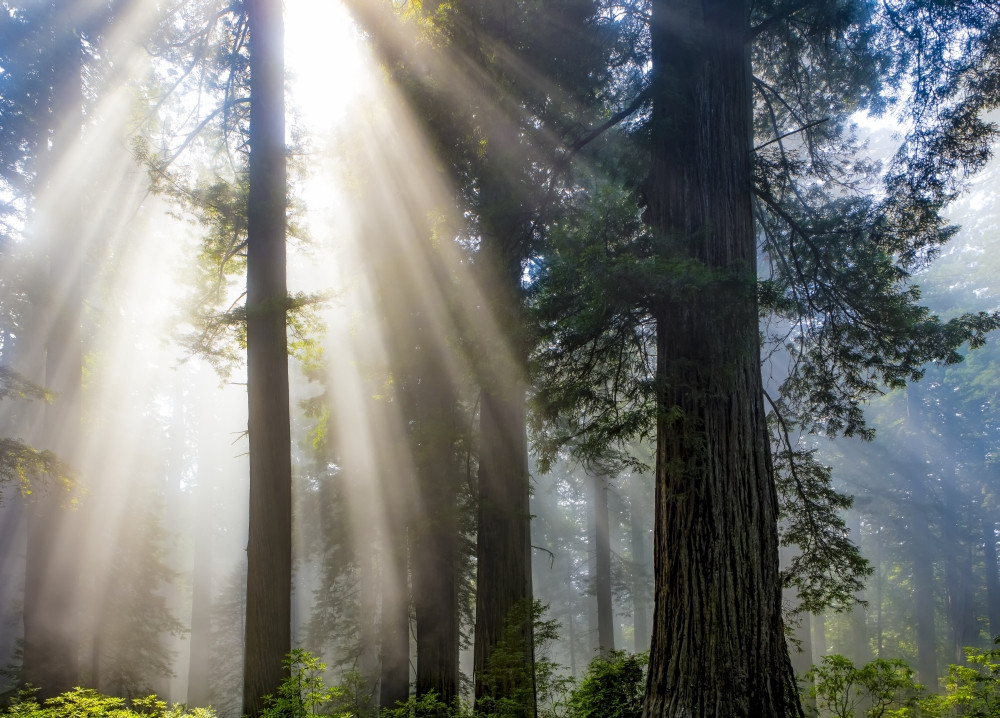 Sun rays through the misty air in a forest; California, United States ...