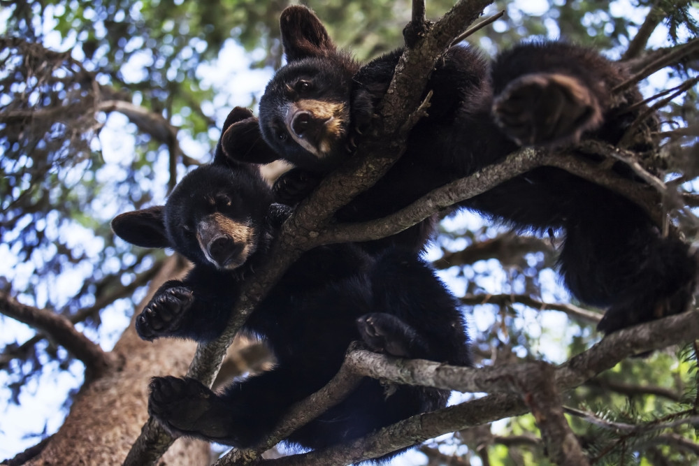 Black Bear (Ursus Americanus) Cubs Resting On The Tree Branches, South ...