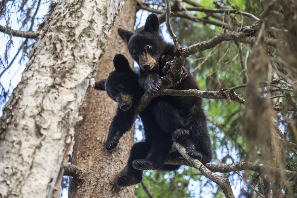 Black Bear (Ursus Americanus) Cubs Playing On The Tree Branches, South ...