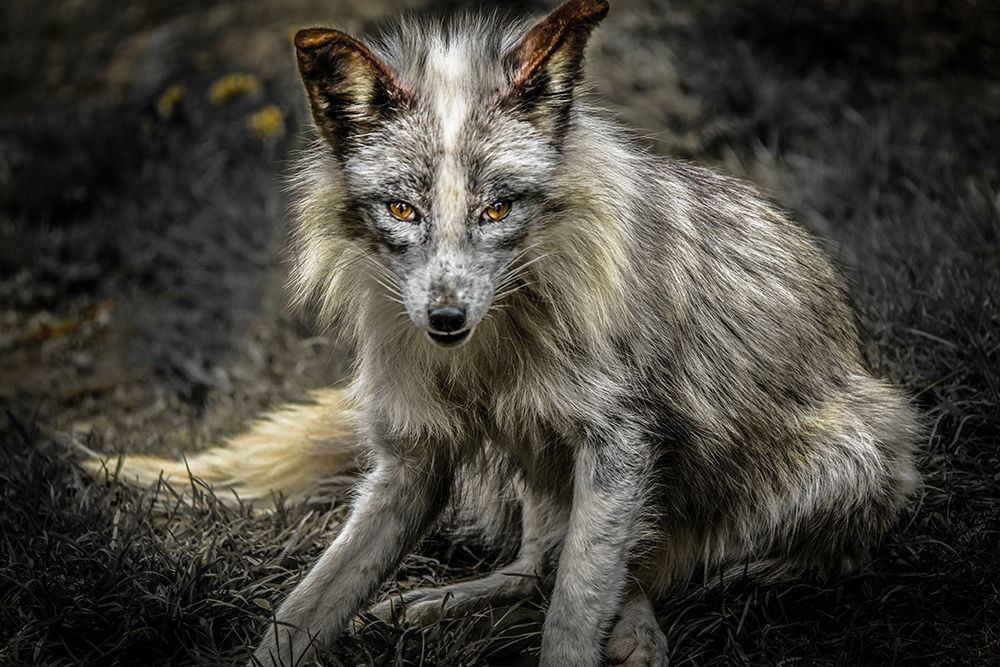 Silver Fox by Ronin (24 x 18) - Posterazzi