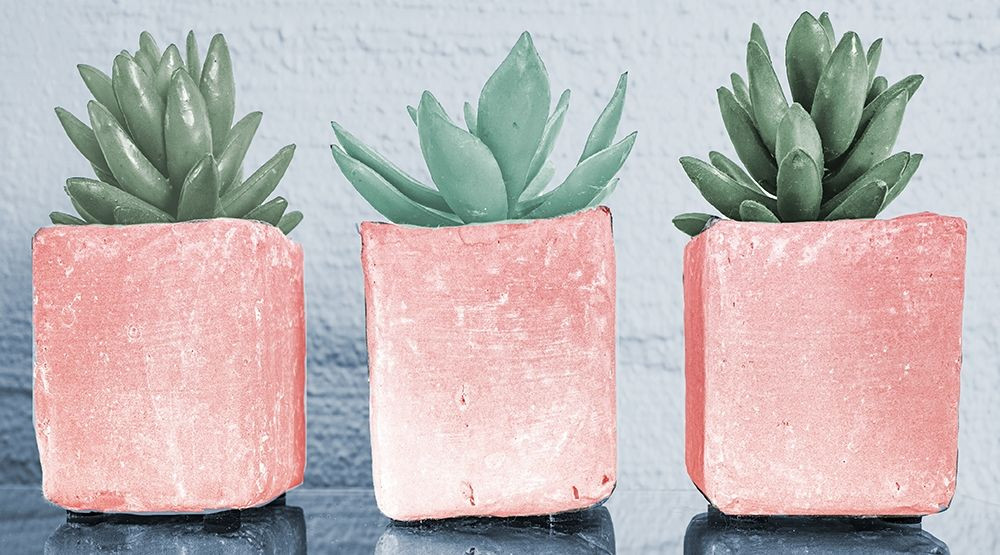Pink Potted Succulents by Bill Carson Photography (24 x 13) - Posterazzi