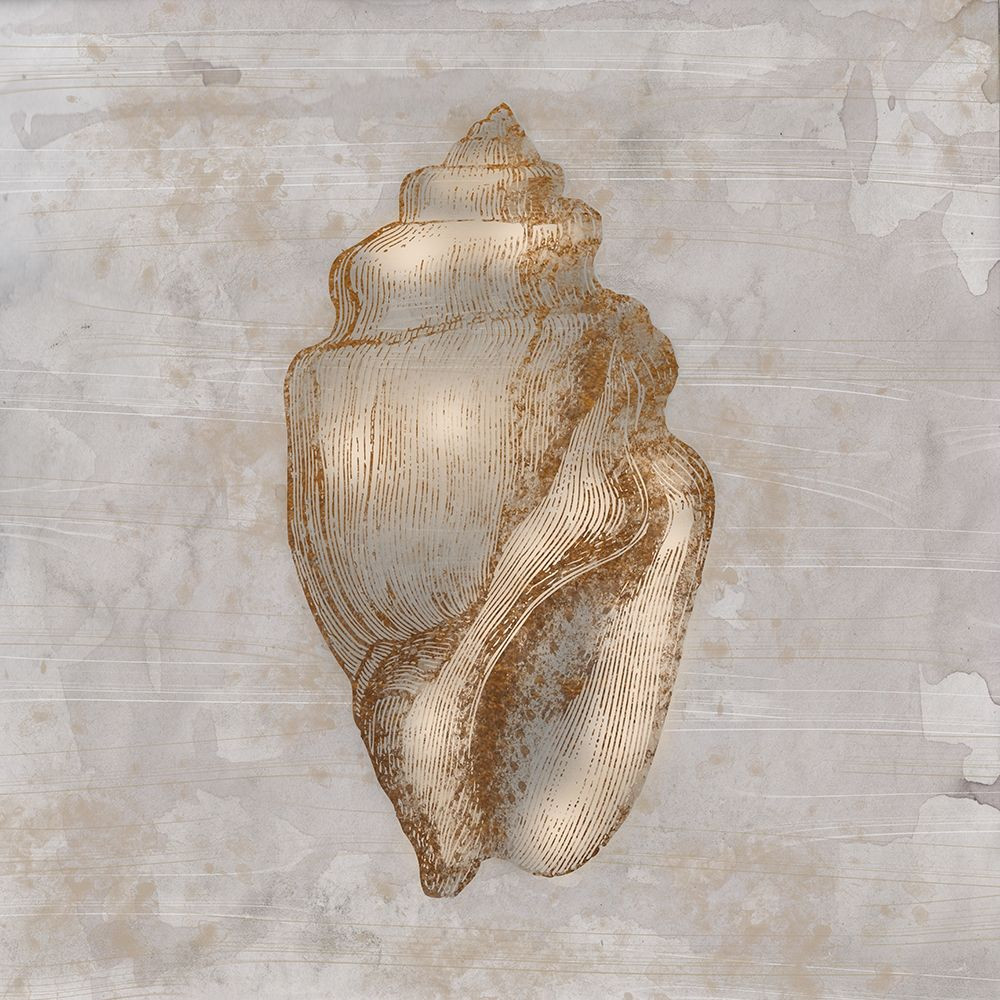 Aged Sea Shells 1 by Marcus Prime (24 x 24) - Posterazzi
