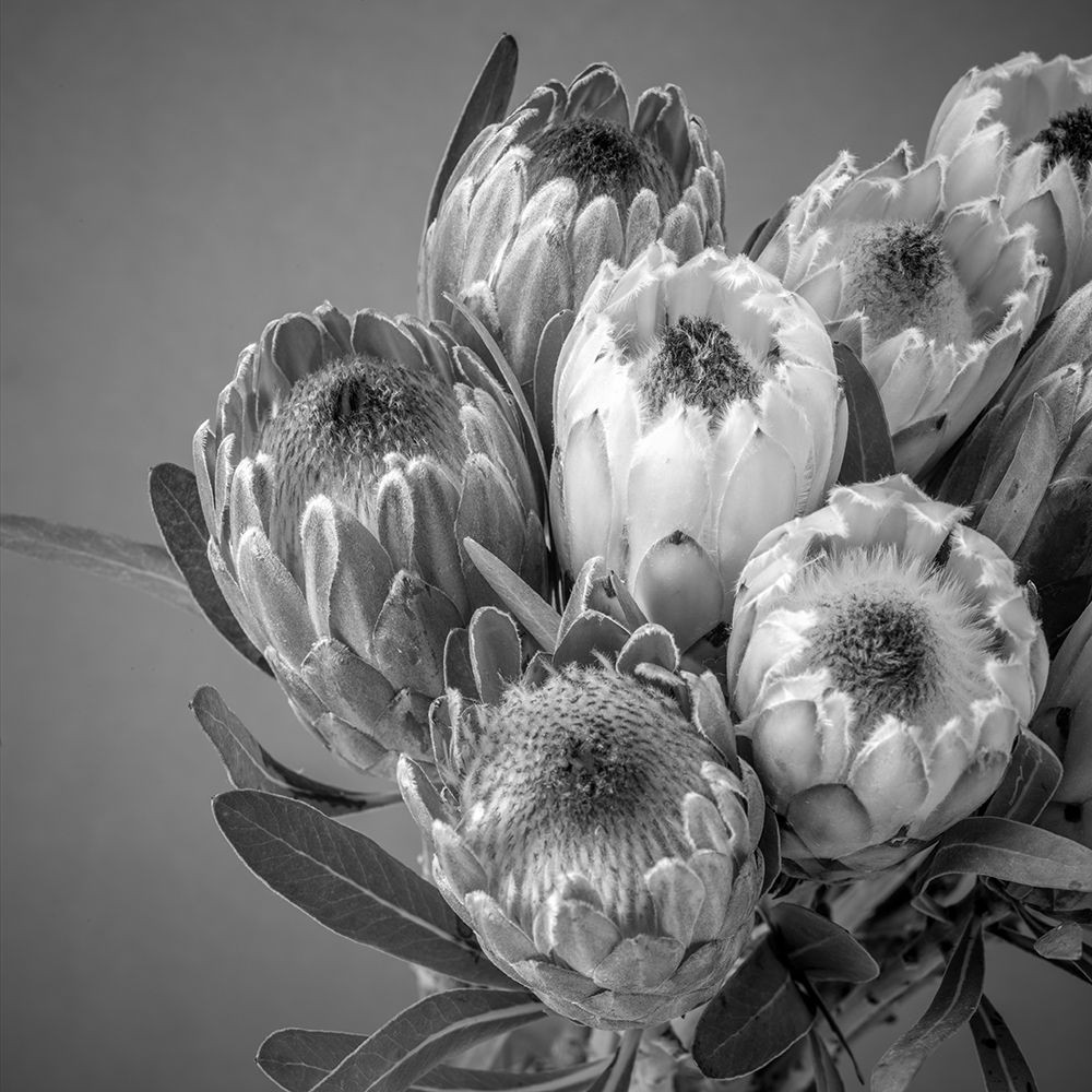 Protea flowers by Assaf Frank (12 x 12) - Posterazzi