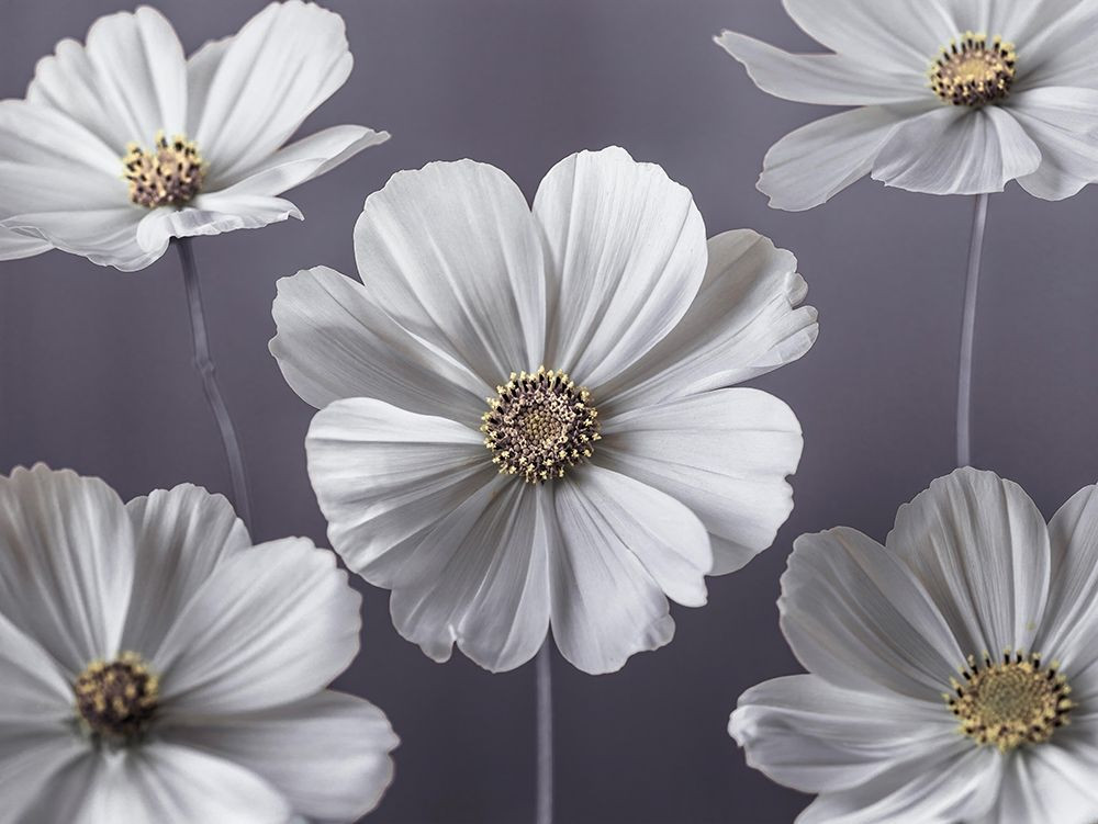 Cosmos flowers by Assaf Frank (24 x 18) - Posterazzi
