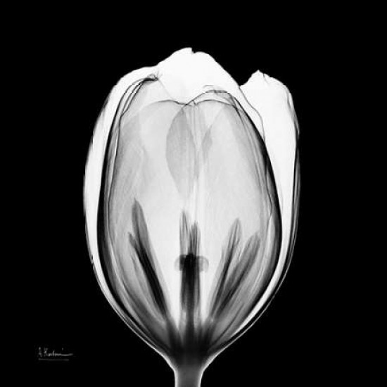 Beautiful Bulb on Black 2 Poster Print by Albert Koetsier (12 x 12 ...