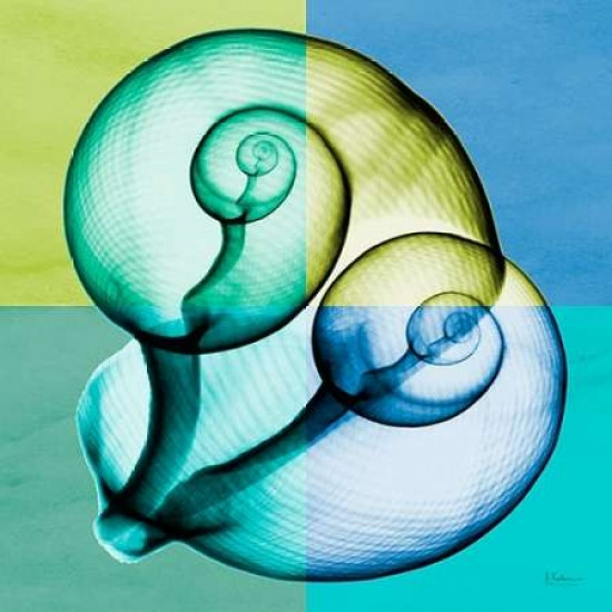 Blue Green Shell 1 Poster Print by Albert Koetsier (12 x 12) - Posterazzi