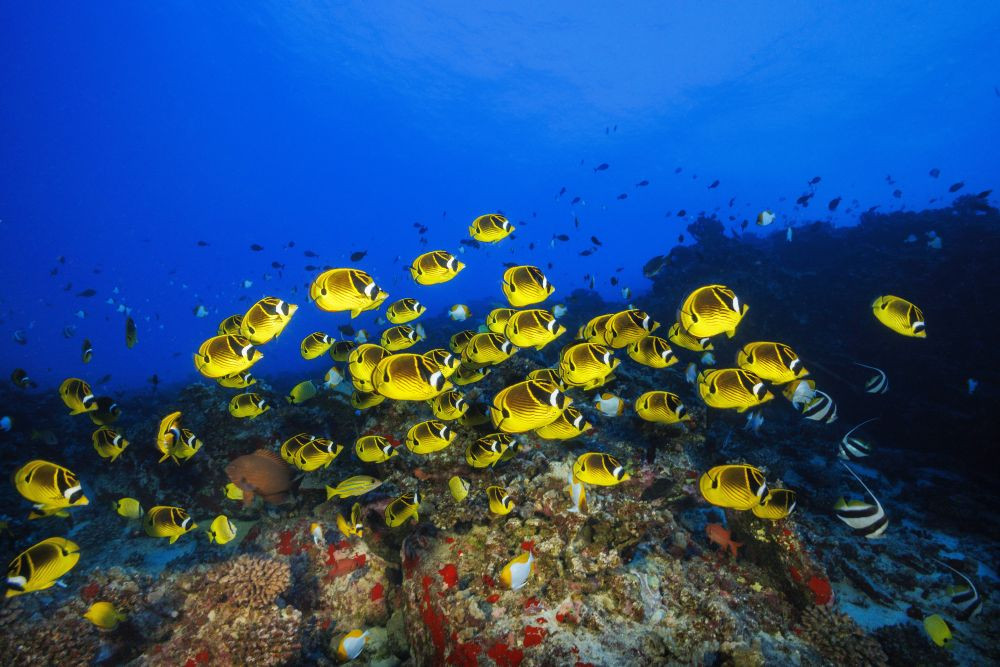 Raccoon butterflyfish (Chaetodon lunula) are not often found in large ...
