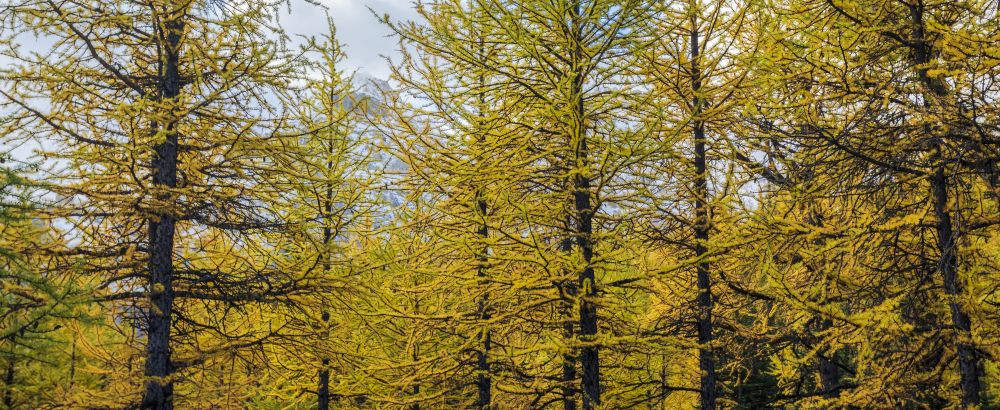 Golden larch trees in Larch Valley in Banff National Park; Alberta ...